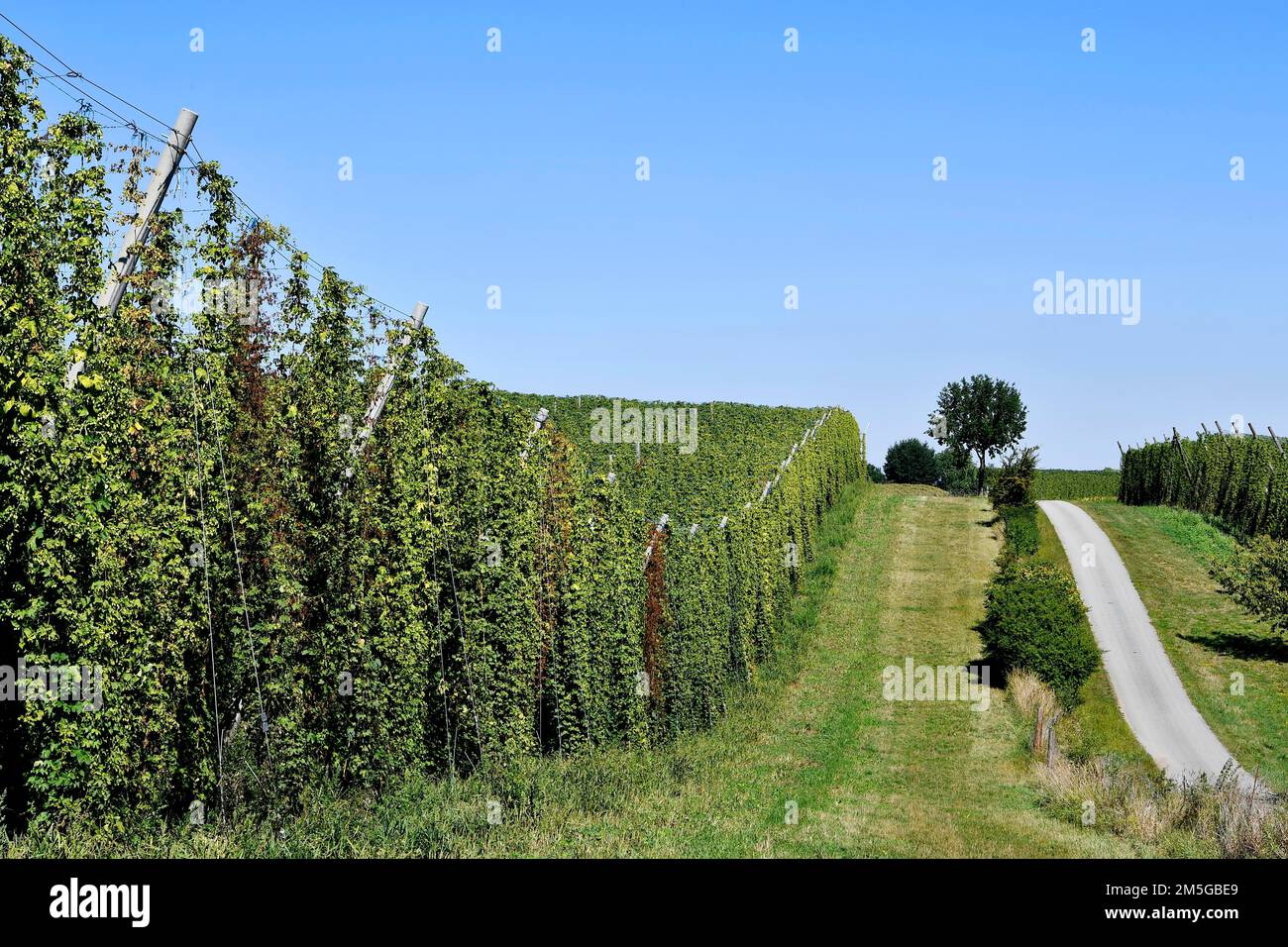 Hops ripe for harvesting, overview hop garden, panorama hop field, hill ...