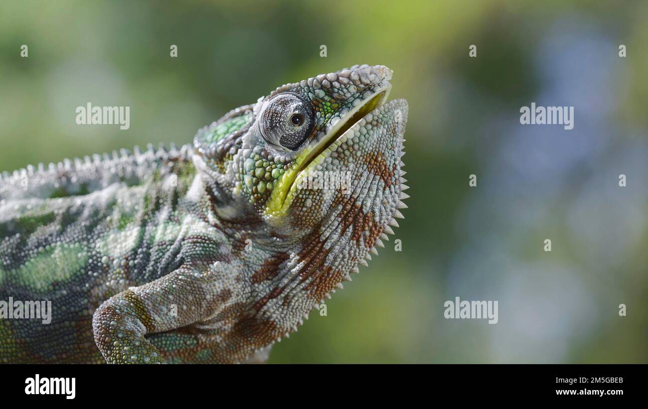 Close up of Ð¡hameleon sits on a tree branch, licks his lips and looks ...