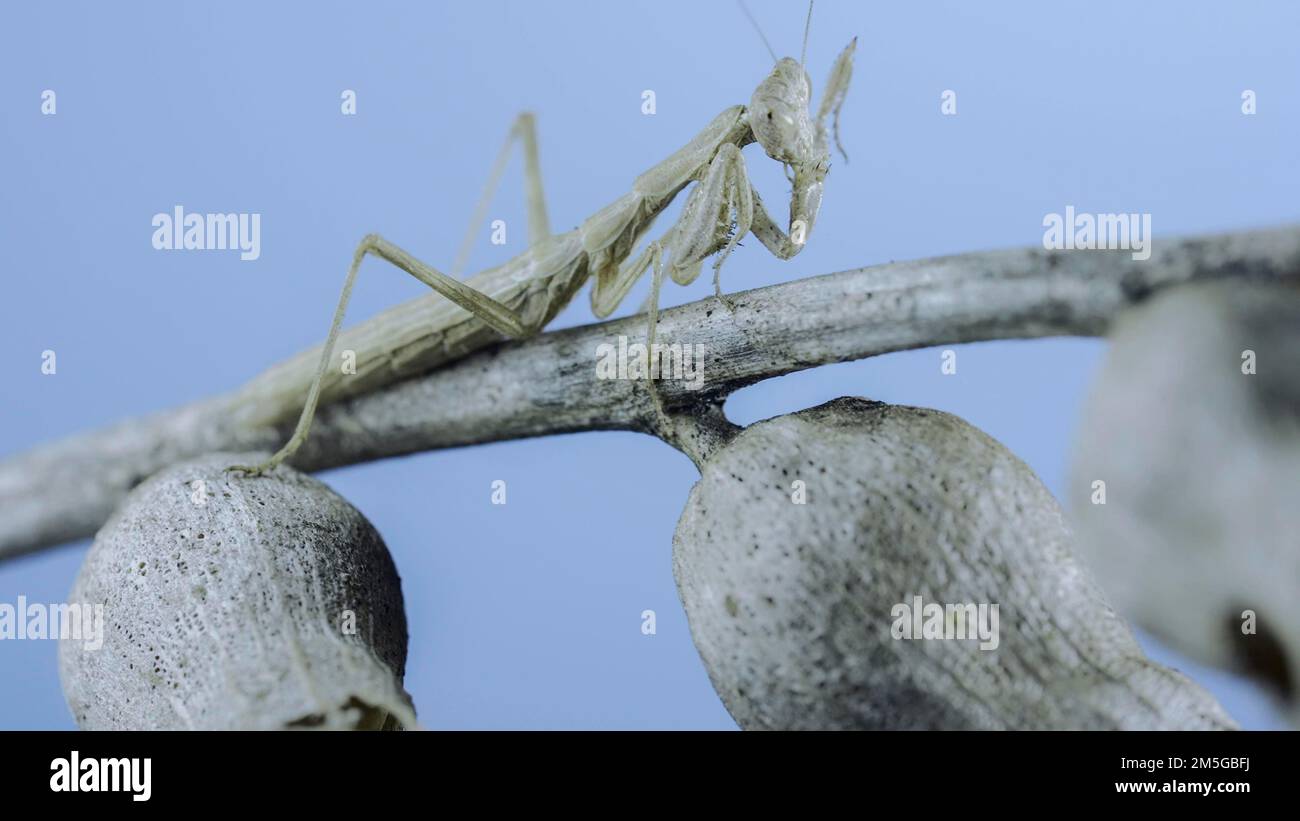 Small praying mantis sits on Henbane dry flowers and washes on blue sky ...