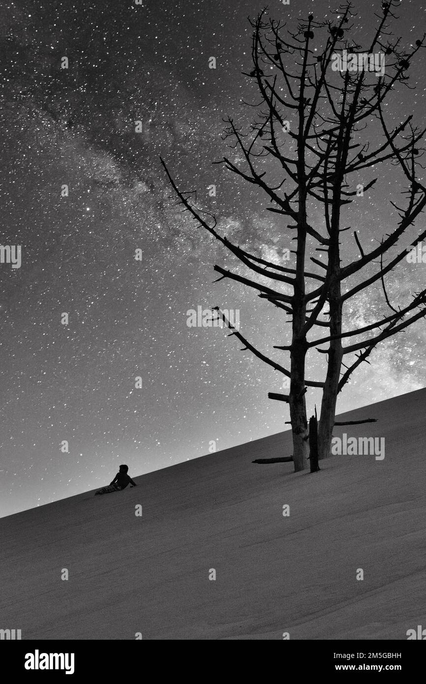 Dry dead pine (Pinus) in the evening, single person, child lying on ...