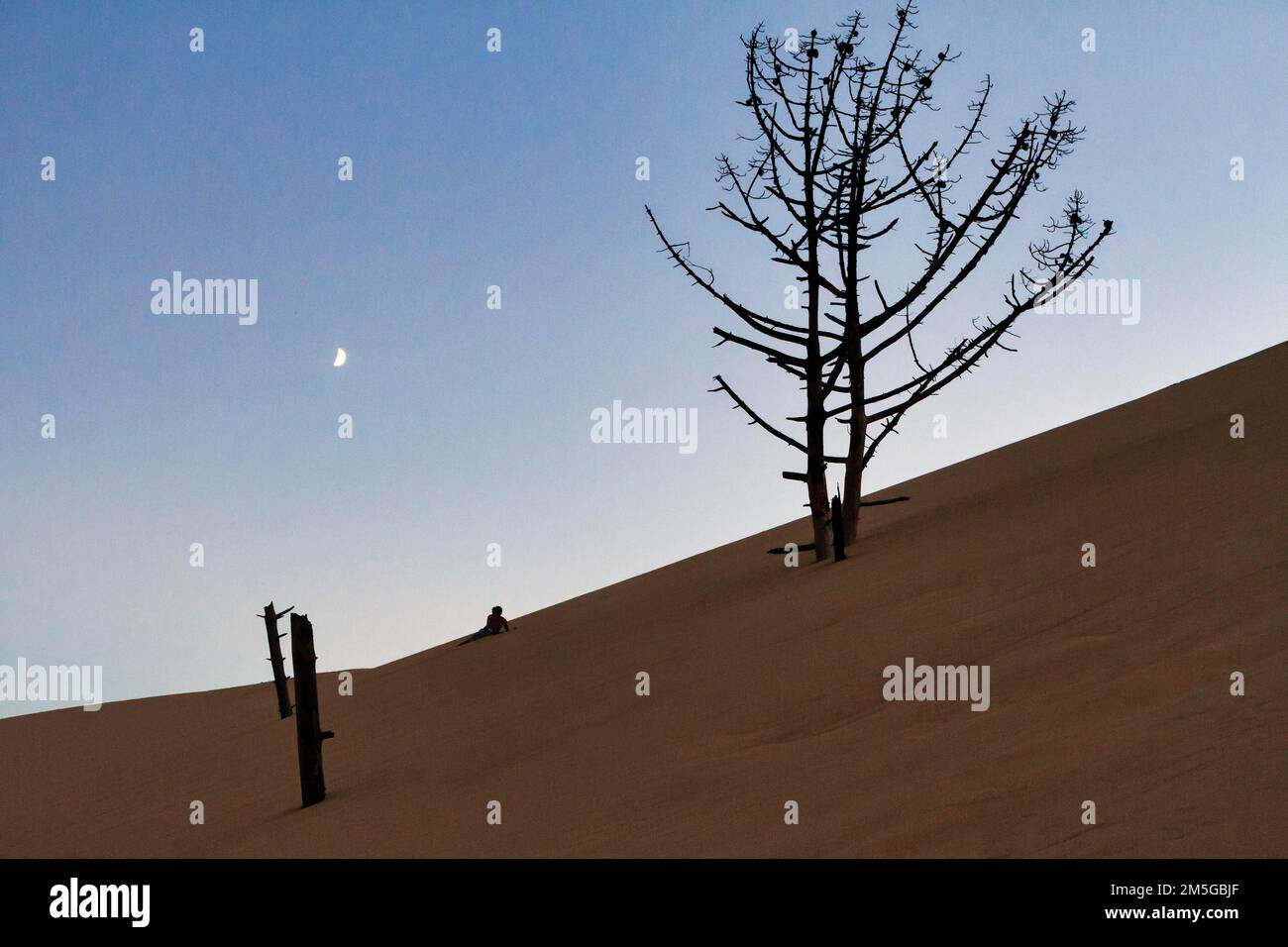 Dry dead pine (Pinus), tree stumps on shifting sand dune, single person ...