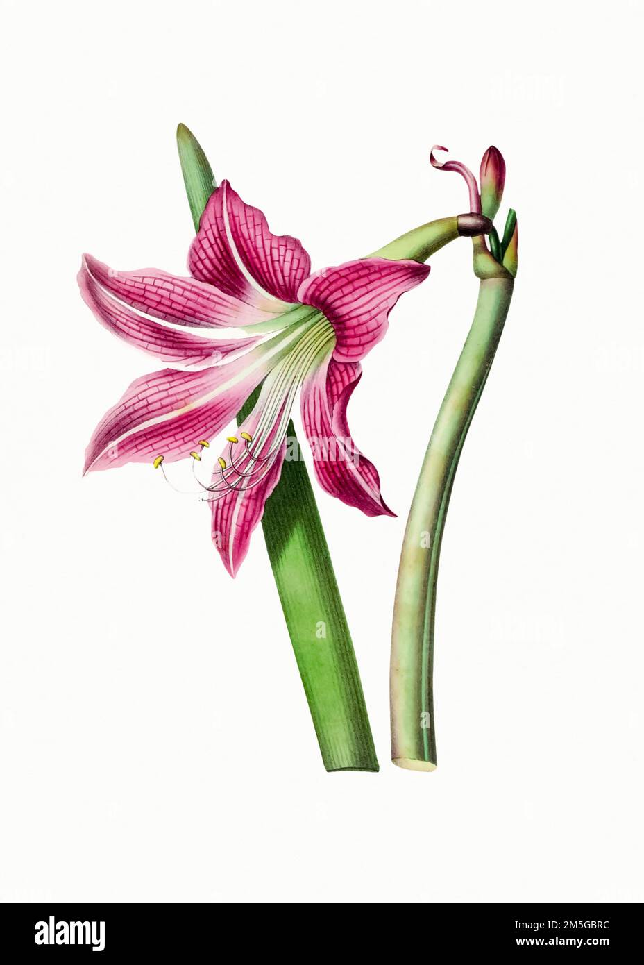 Amaryllis drawing hi-res stock photography and images - Alamy