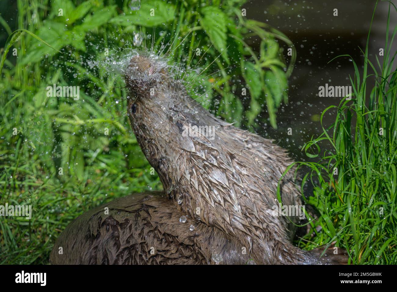Young otter enjoying a shower, UnterWasserReich, Schrems, Lower Austria ...