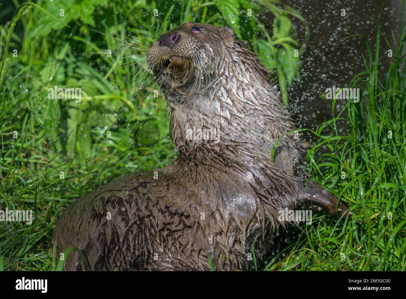 Young otter enjoying a shower, UnterWasserReich, Schrems, Lower Austria ...