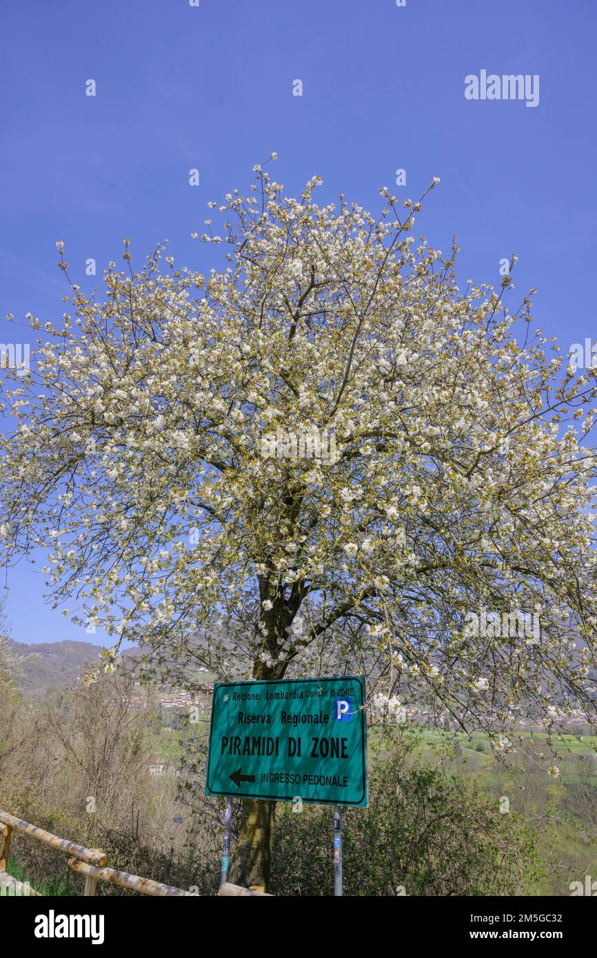 Flowering fruit tree and signpost on the path to the Earth Pyramids ...