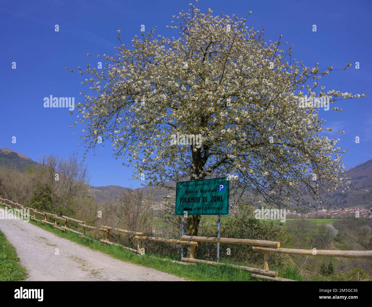 Flowering fruit tree Flowering fruit tree and signpost on the path to ...