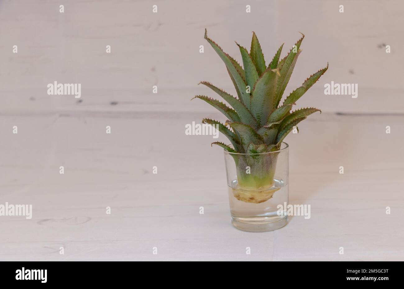 The Miracle of Plant Propagation in a Glass - From Pineapple Top to ...