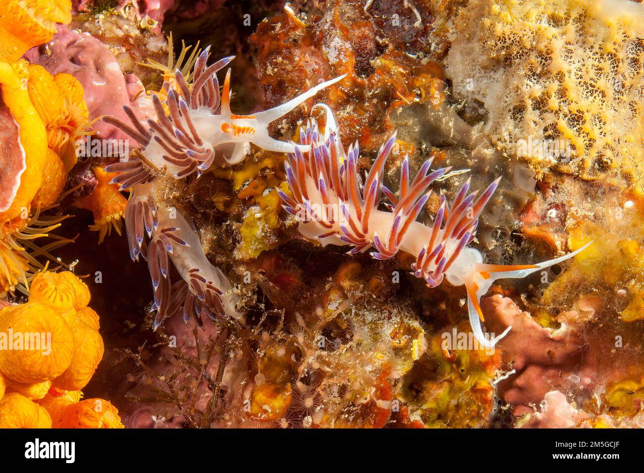 Cabrera mallorca hi-res stock photography and images - Alamy