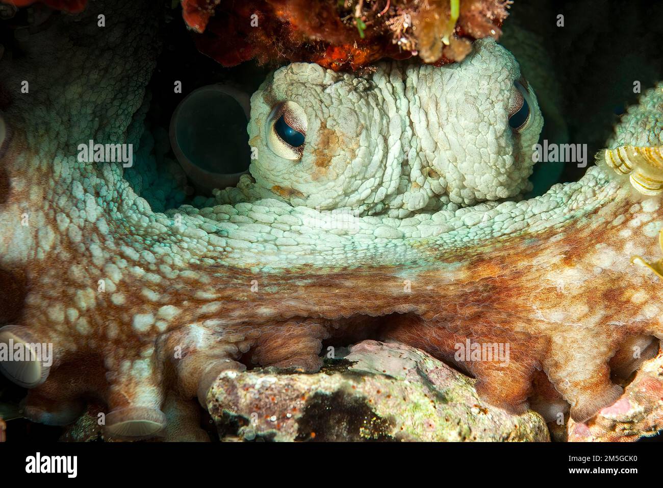 Octopus arm living hi-res stock photography and images - Alamy