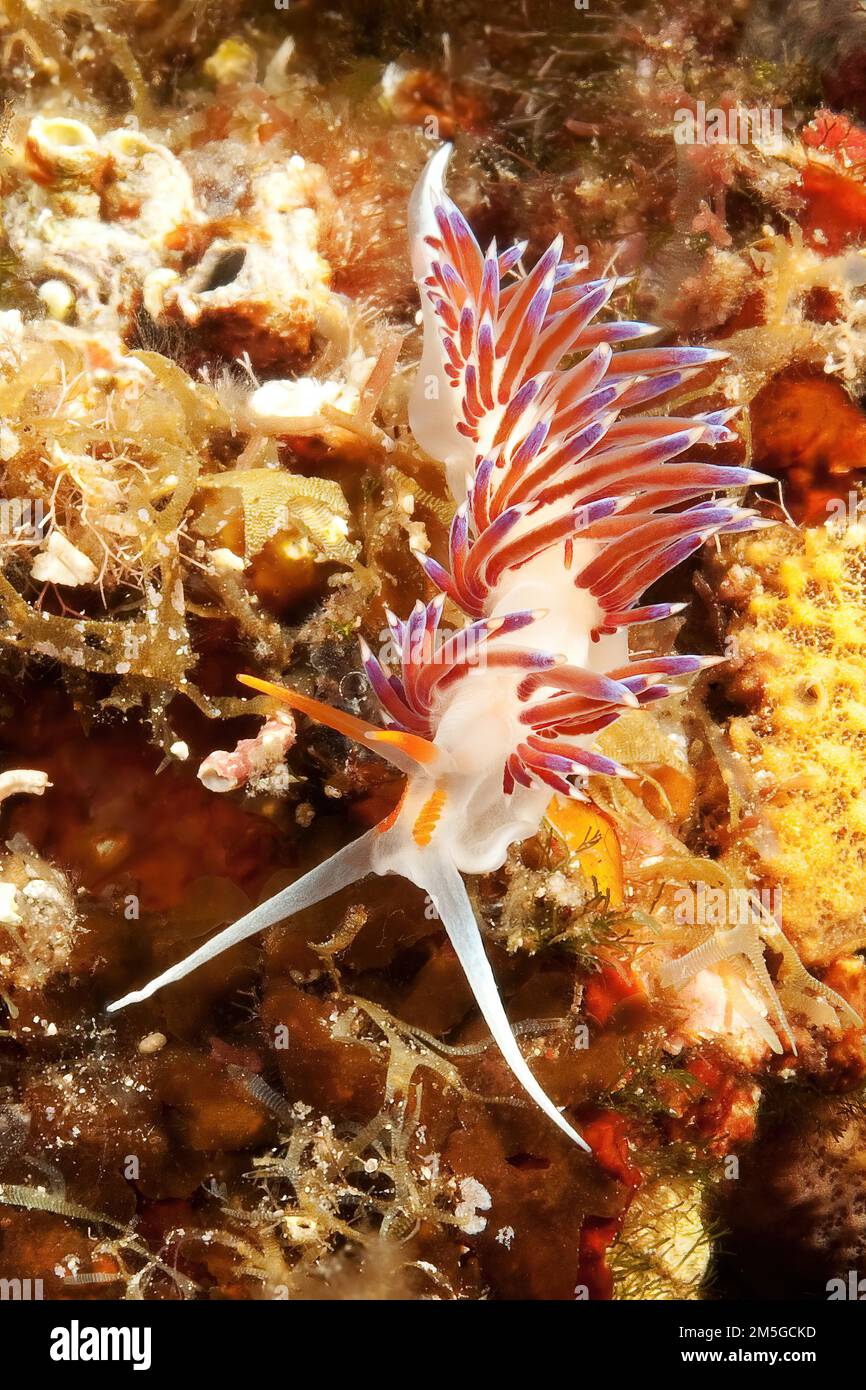 Nudibranch migratory thread snail (Cratena peregrina) grazes hydrozoans ...