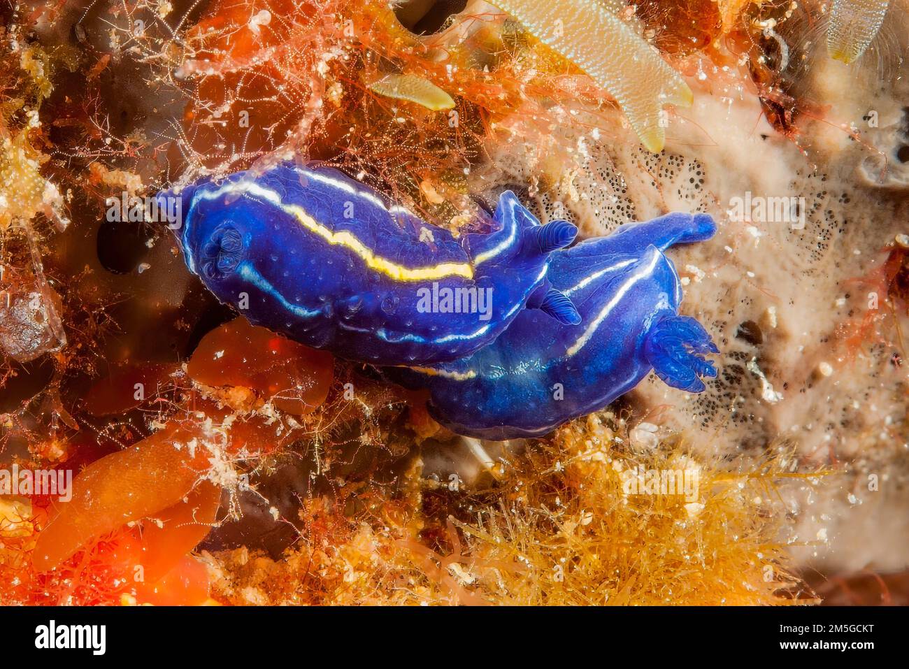 Carnivorous slug hi-res stock photography and images - Alamy