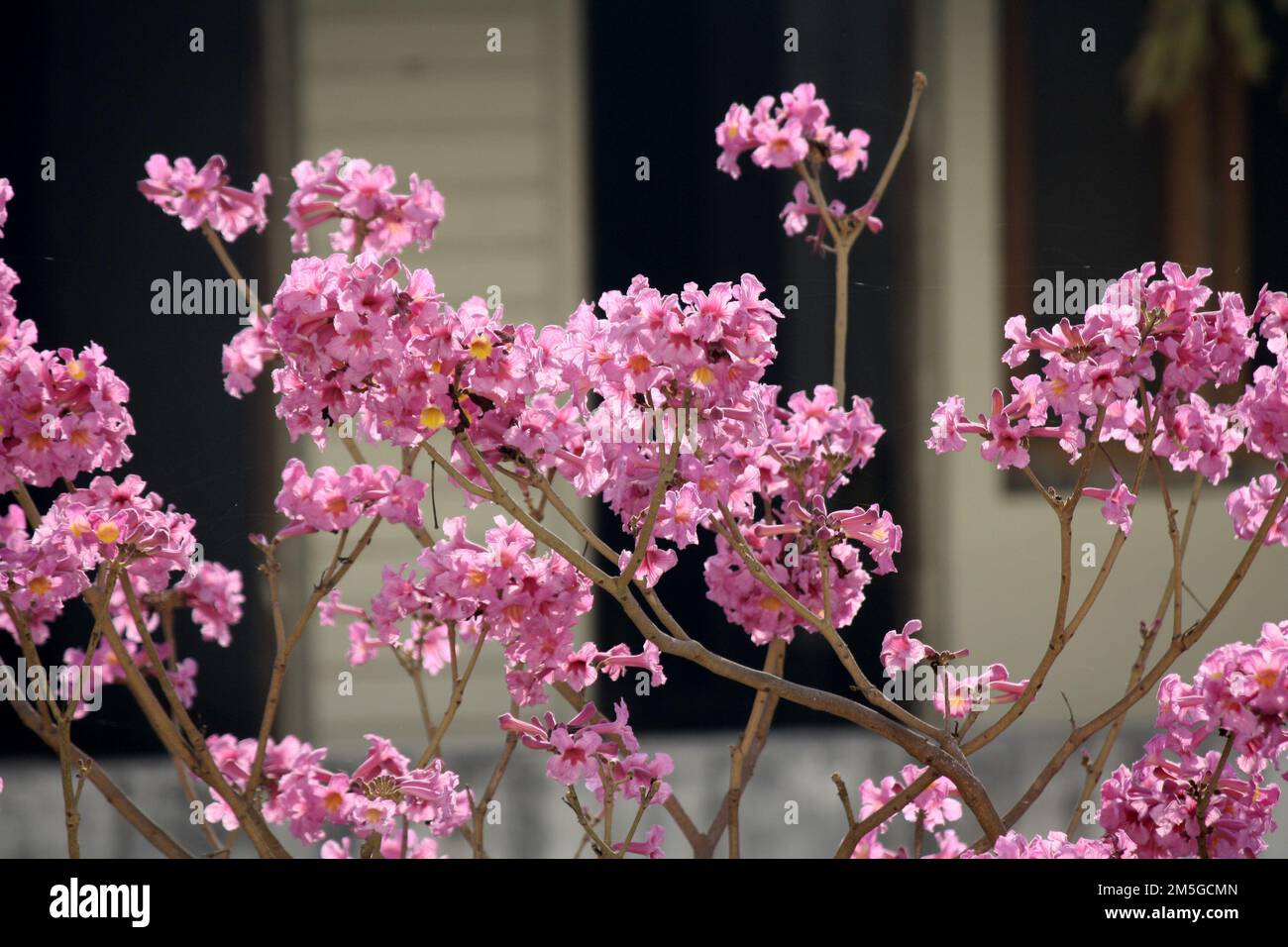 Pink Trumpet tree (Tabebuia rosea) in bloom : (pix Sanjiv Shukla Stock ...