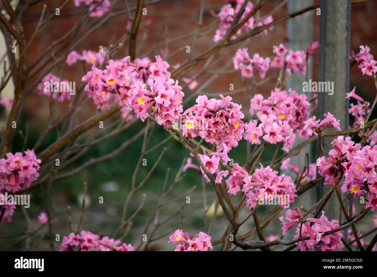 Tabebuia rosea flower hi-res stock photography and images - Alamy