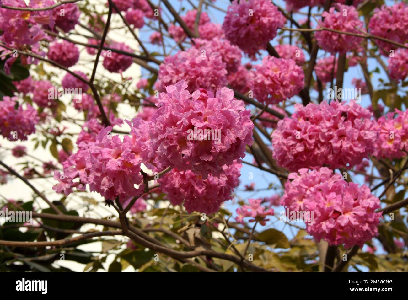 Pink Trumpet tree (Tabebuia rosea) in bloom : (pix Sanjiv Shukla Stock ...