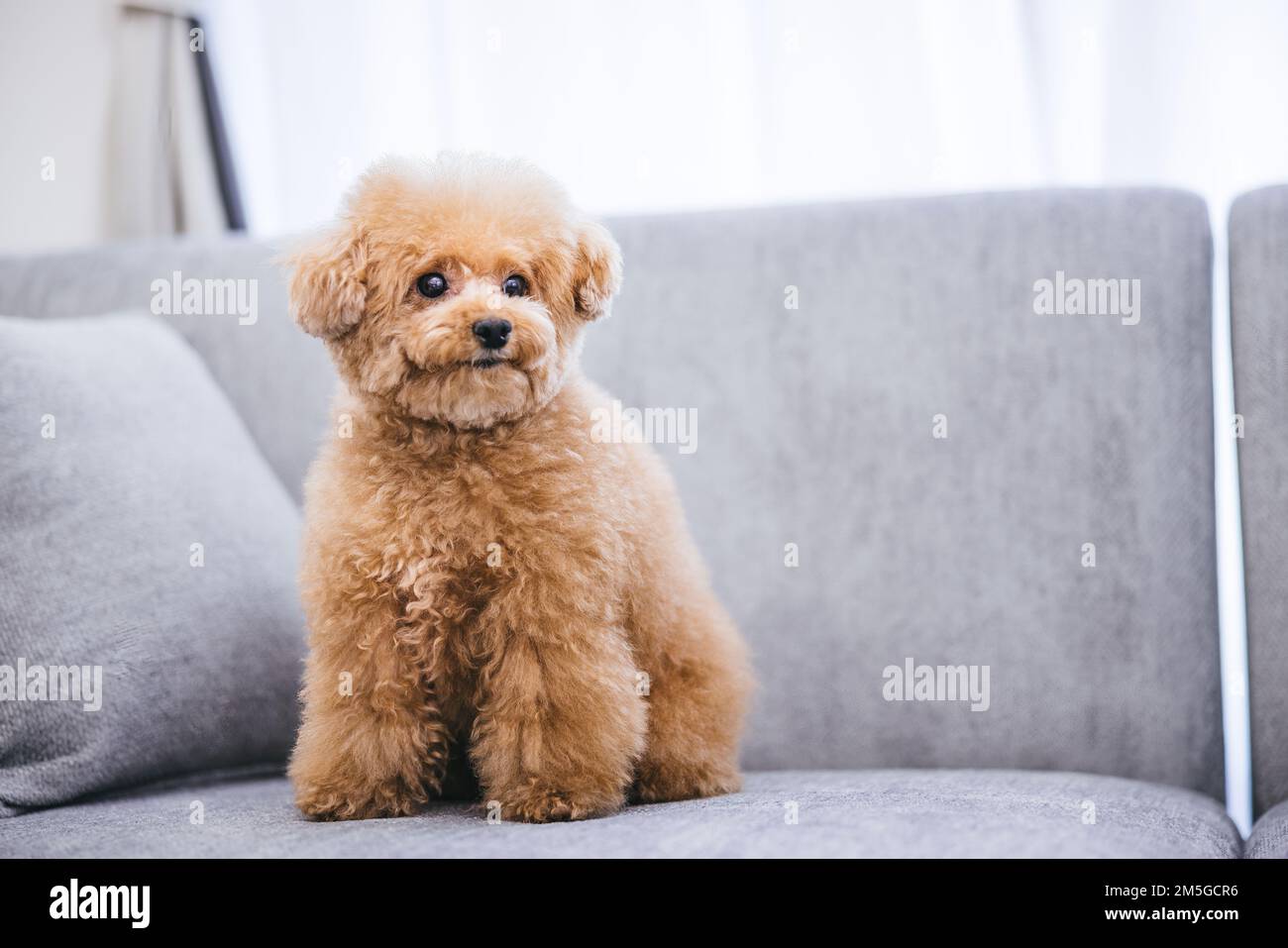 A close-up of a cute fluffy toy poodle sitting on a gray sofa Stock ...