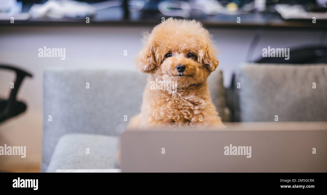 A cute fluffy toy poodle sitting on a gray sofa Stock Photo - Alamy