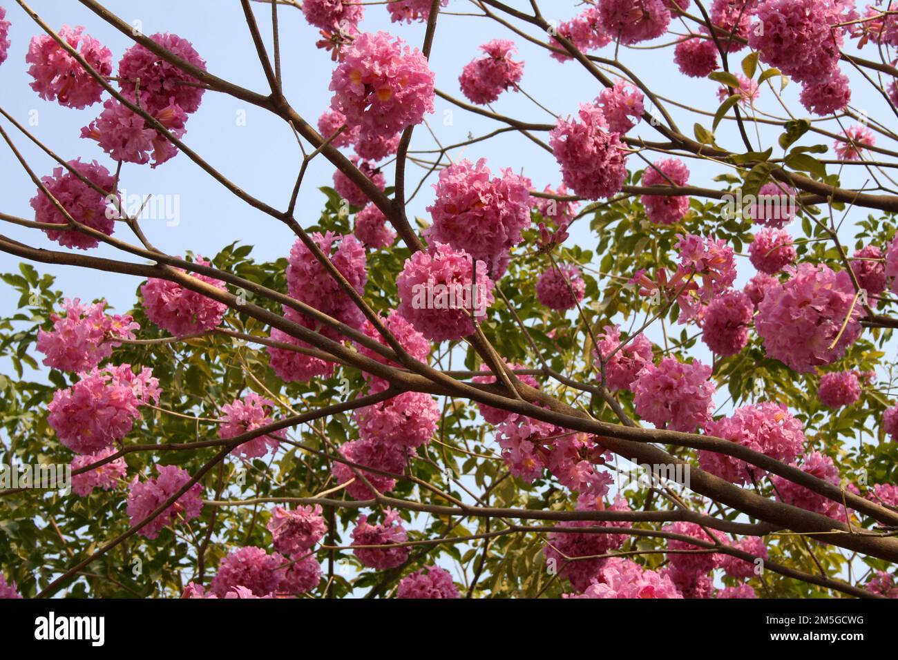 Pink poui el salvador hi-res stock photography and images - Alamy