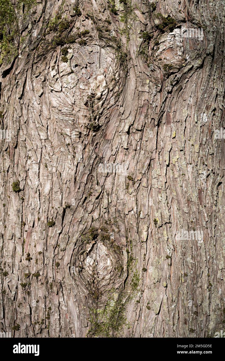Bark of a bald cypress (Taxodium distichum) County Constance, Baden ...