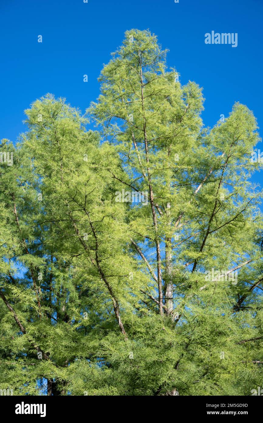Close up bald cypress hi-res stock photography and images - Alamy
