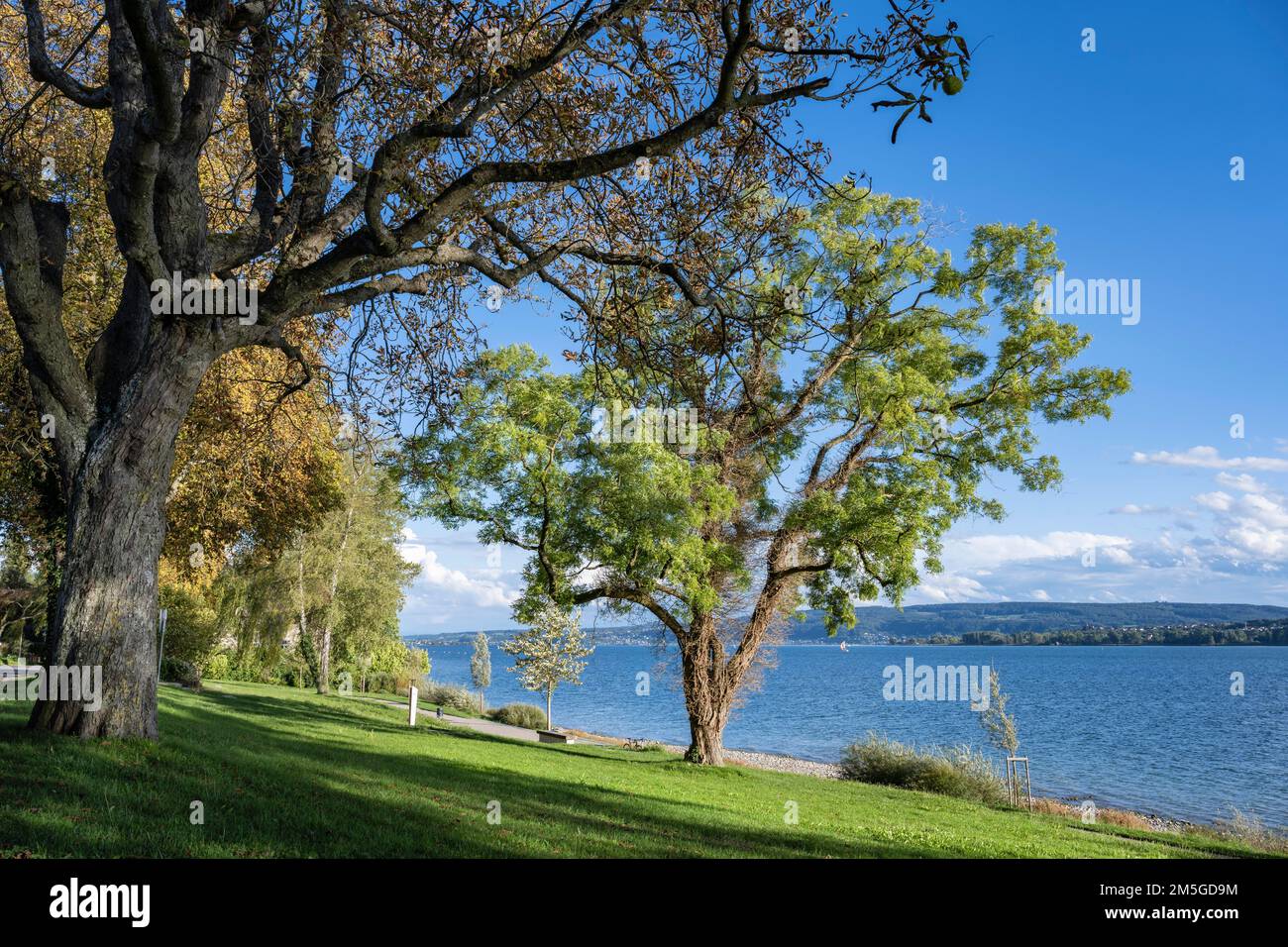 Lakeside promenade on the Mettnau peninsula near Radolfzell, Constance ...