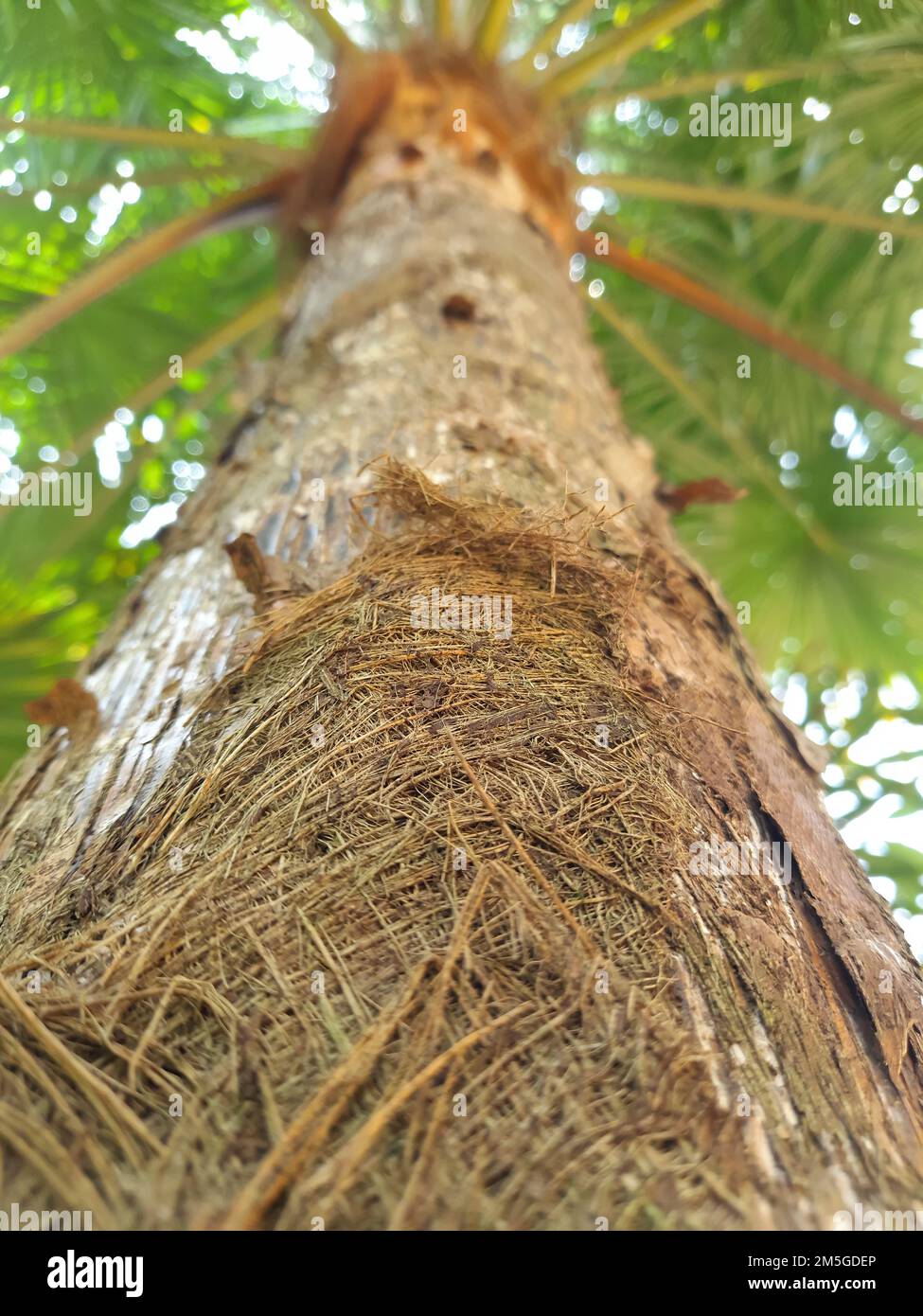 Tropical leaves wallpapers hi-res stock photography and images - Alamy