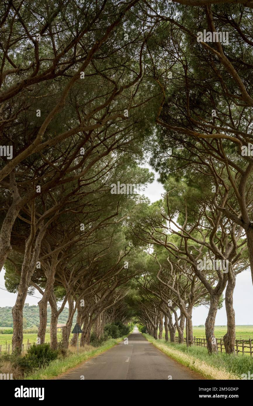Tuscany country tree lined avenue hi-res stock photography and images ...
