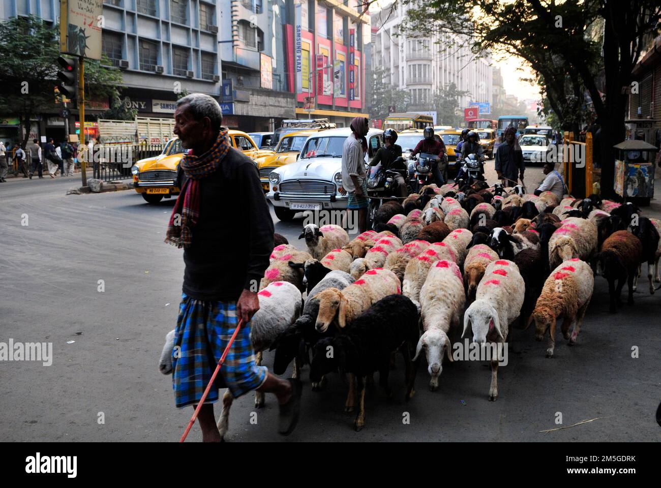 A Bengali man with his sheep on a major street in Kolkata, India Stock ...