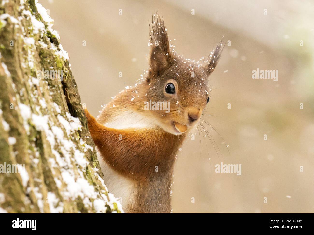 File photo dated 6/1/2022 of a red squirrel forages for food in fresh ...
