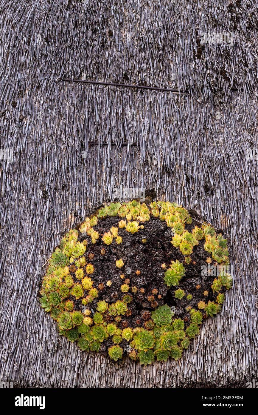 Houseleek (Sempervivum) on a thatched roof, Klein Zicker, Moenchgut ...