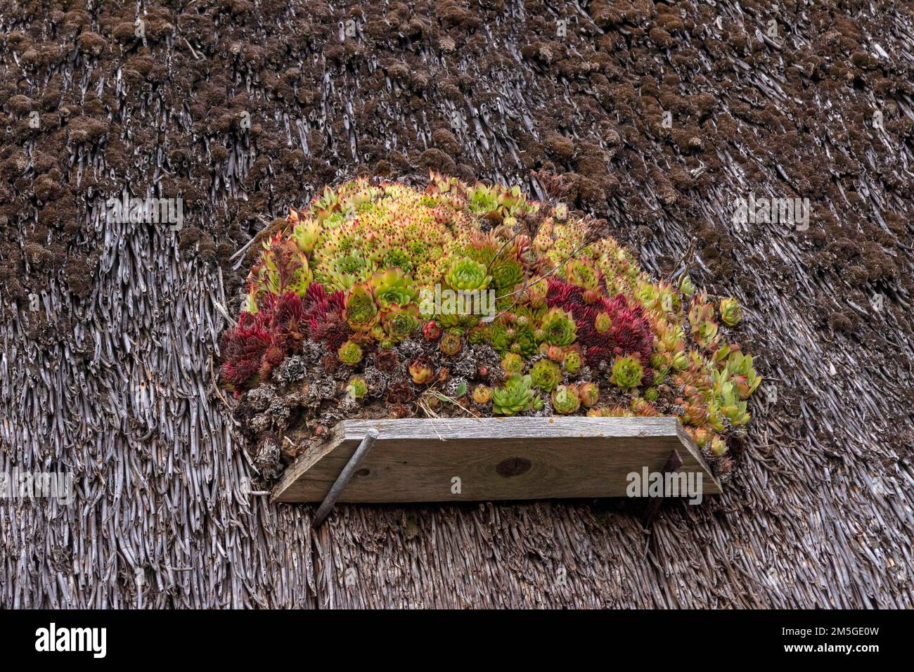 Houseleek (Sempervivum) on a thatched roof, Klein Zicker, Moenchgut ...