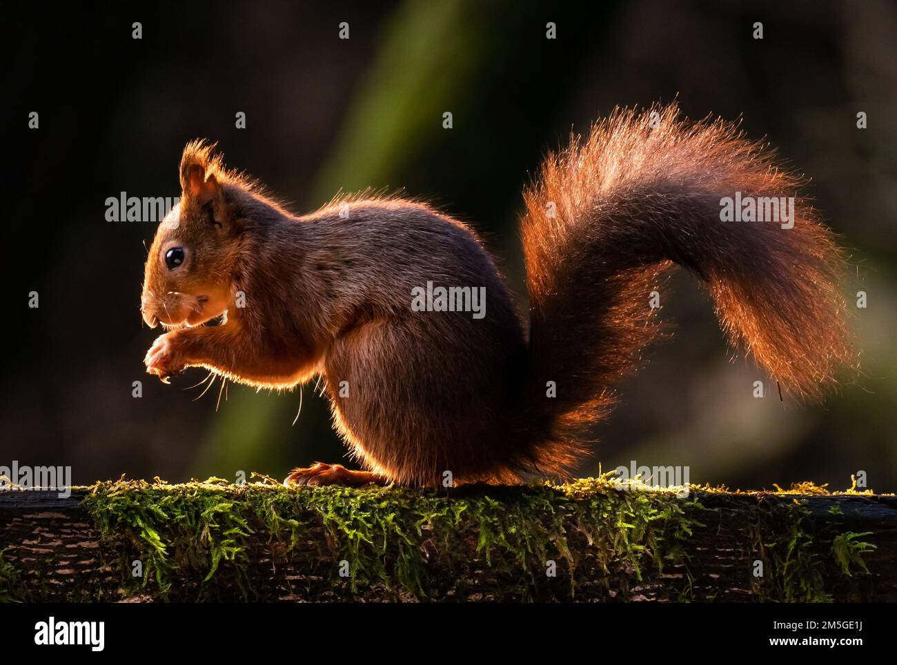File photo dated 2/11/2021 of a red squirrel forages for food ahead of ...