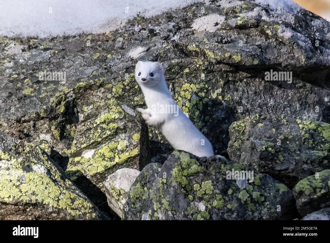 Mustela erminea, Hermelin, Marder, Großes Wiesel, Kurzschwanzwiesel ...