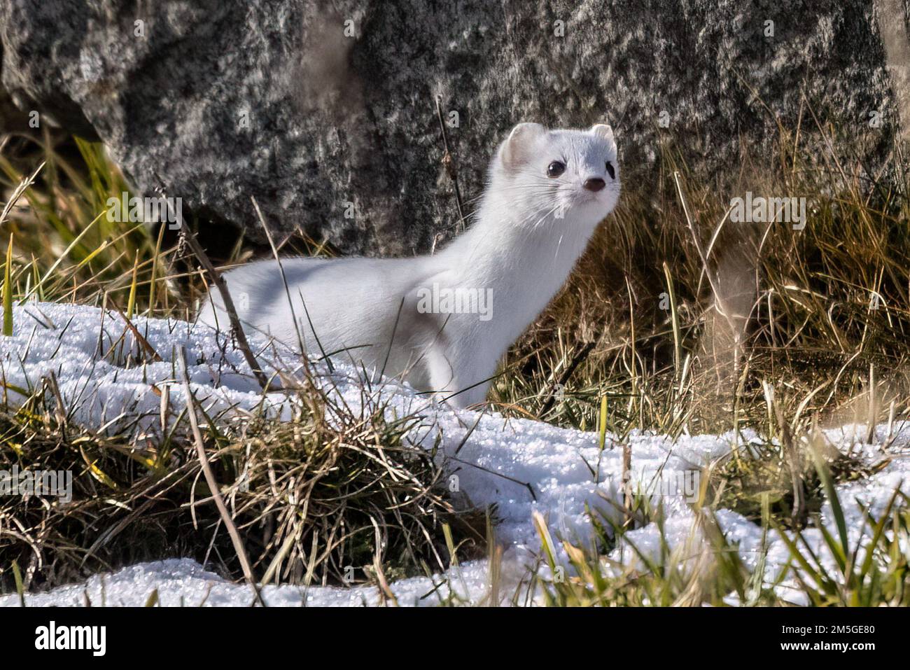 Mustela erminea, Hermelin, Marder, Großes Wiesel, Kurzschwanzwiesel ...