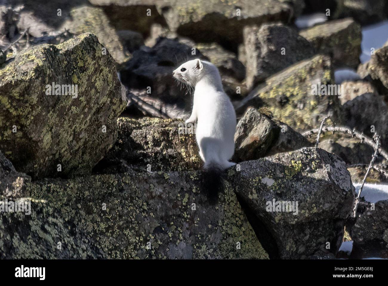 Mustela erminea, Hermelin, Marder, Großes Wiesel, Kurzschwanzwiesel ...