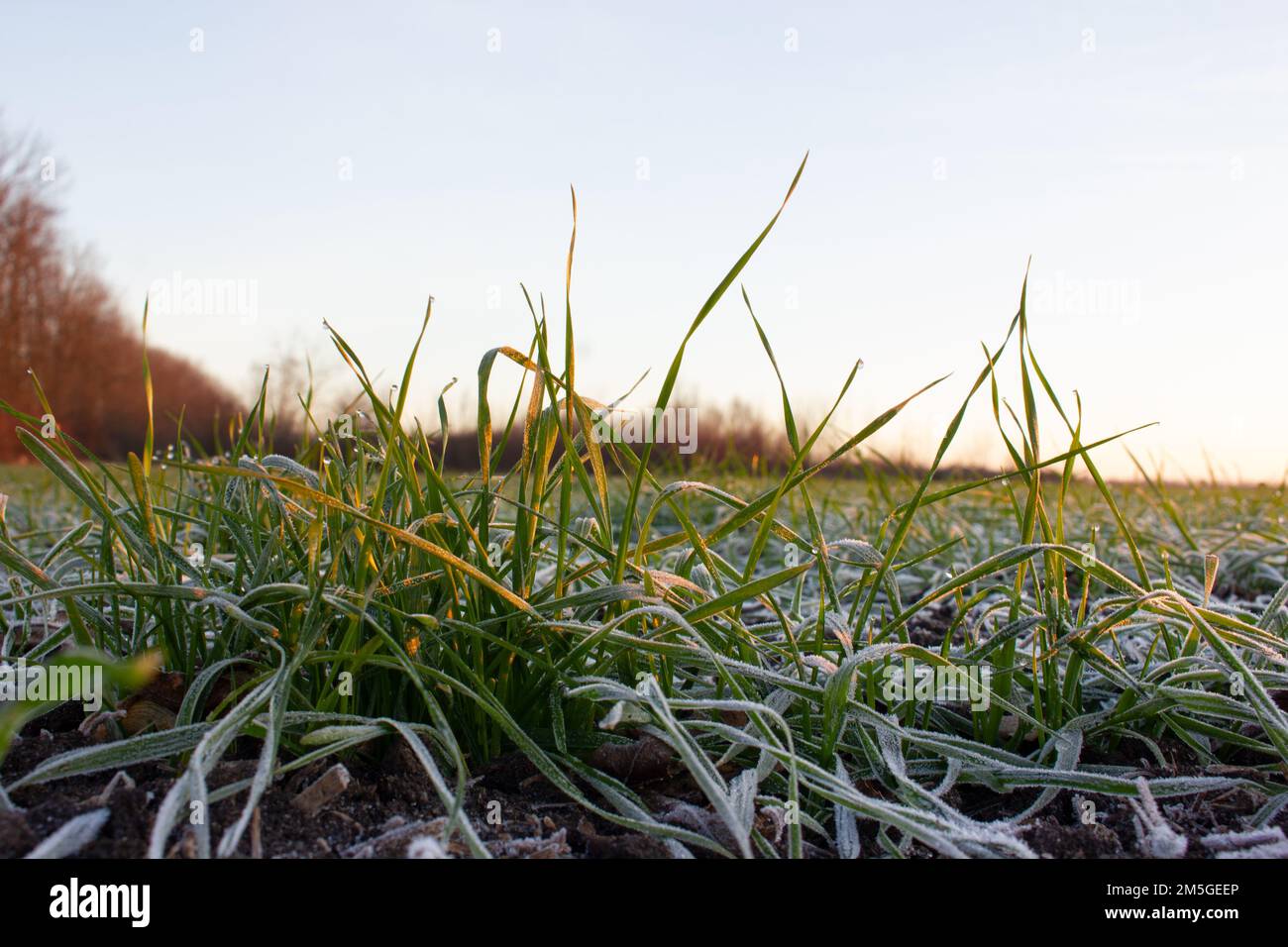 Wheat bushes with frozen leaves in spring. Winter wheat is covered with ...