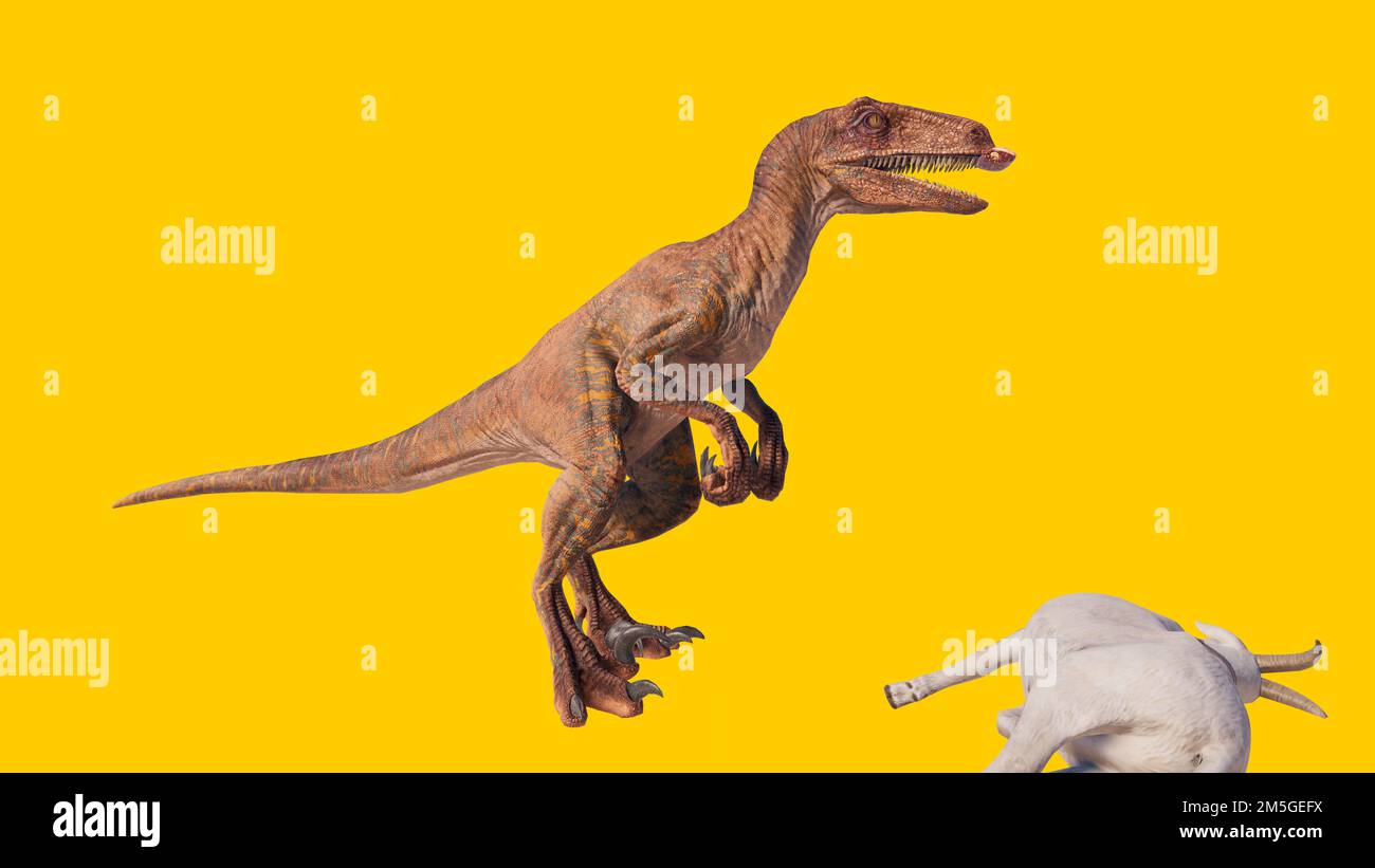 A toy velociraptor dinosaur hunting a goat on a yellow background Stock ...