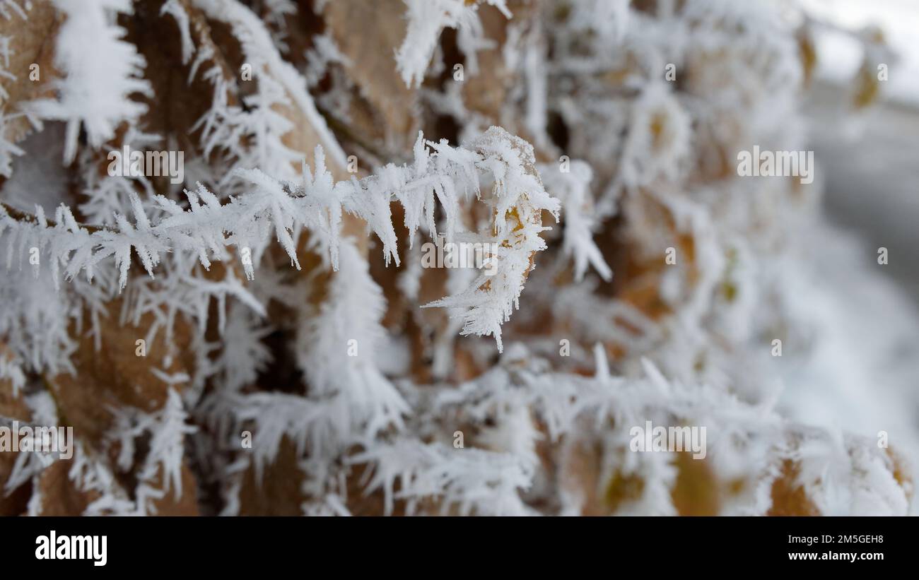 Tree branch covered with large ice crystals Stock Photo - Alamy