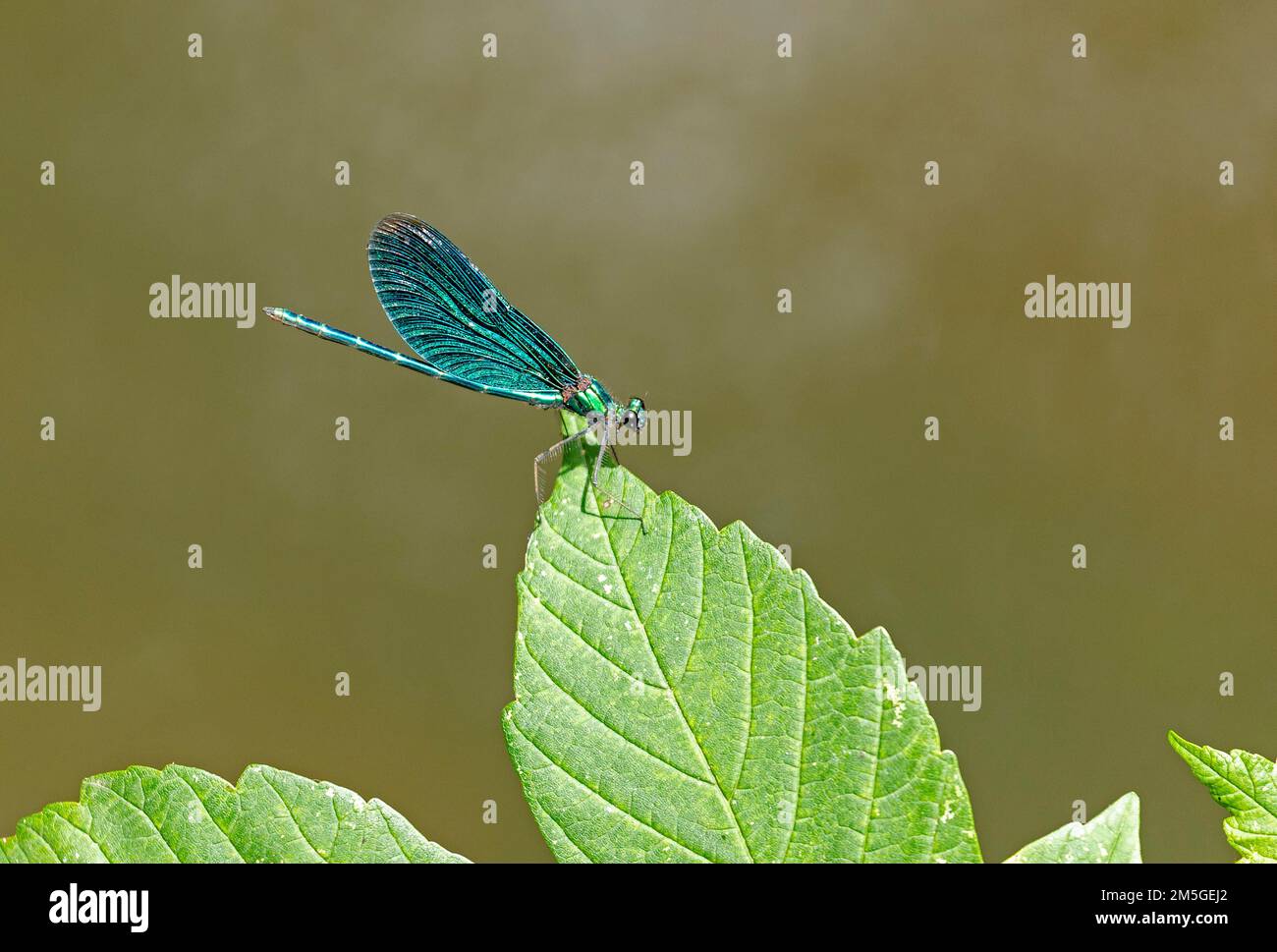 Dragonfly on leaf, beautiful demoiselle (Calopteryx virgo), Garstedt ...