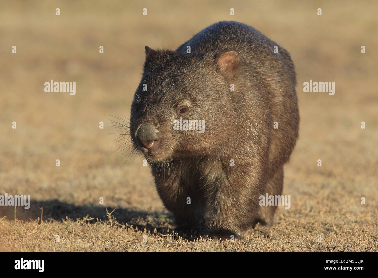 Common wombat (Vombatus ursinus), in evening light, running head-on ...