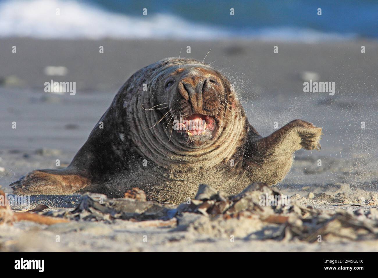 Open position seal hi-res stock photography and images - Alamy