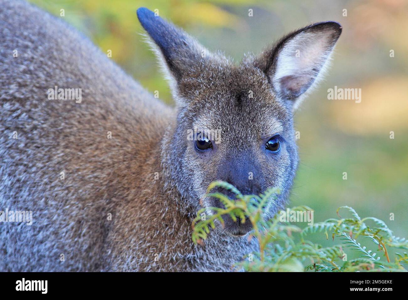 Red-necked wallaby (Notamacropus rufogriseus), head portrait, looking ...