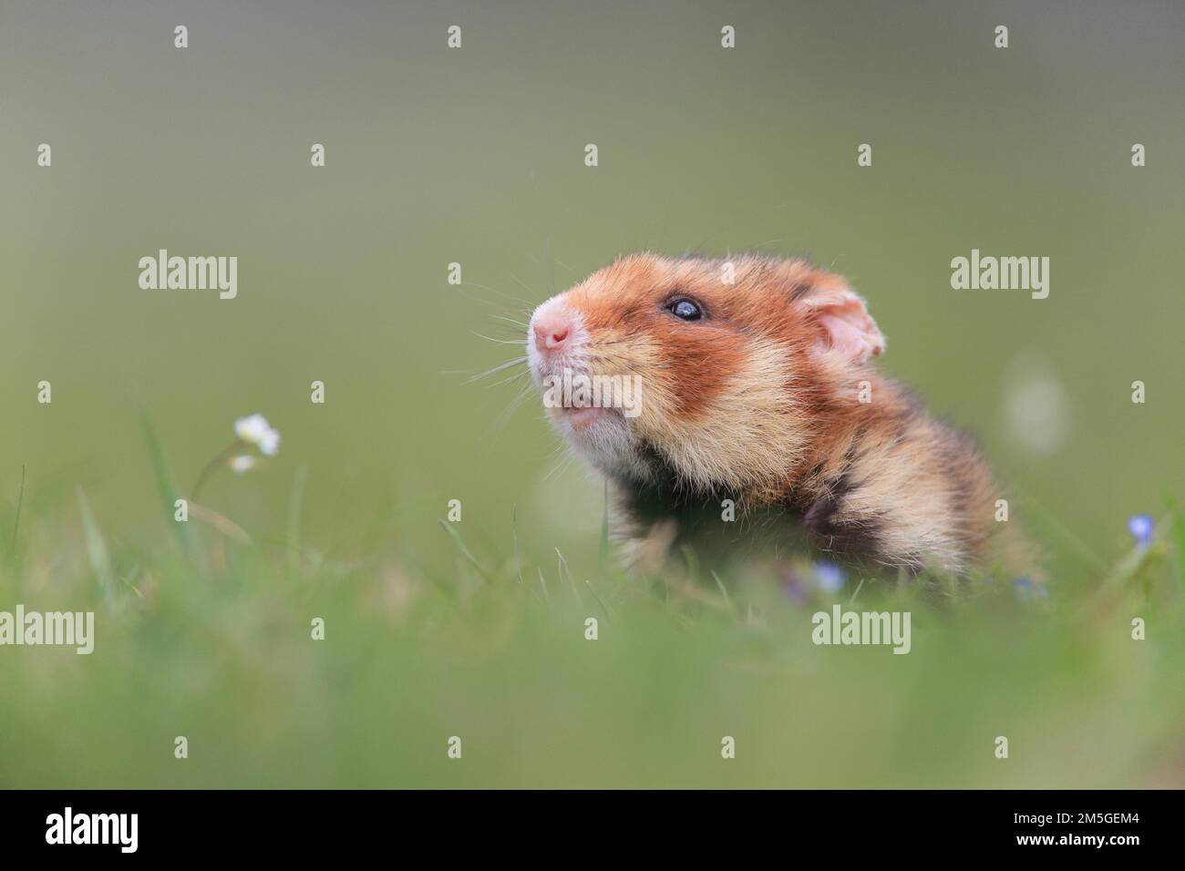 European hamster (Cricetus cricetus), in flower meadow, sniffing and ...