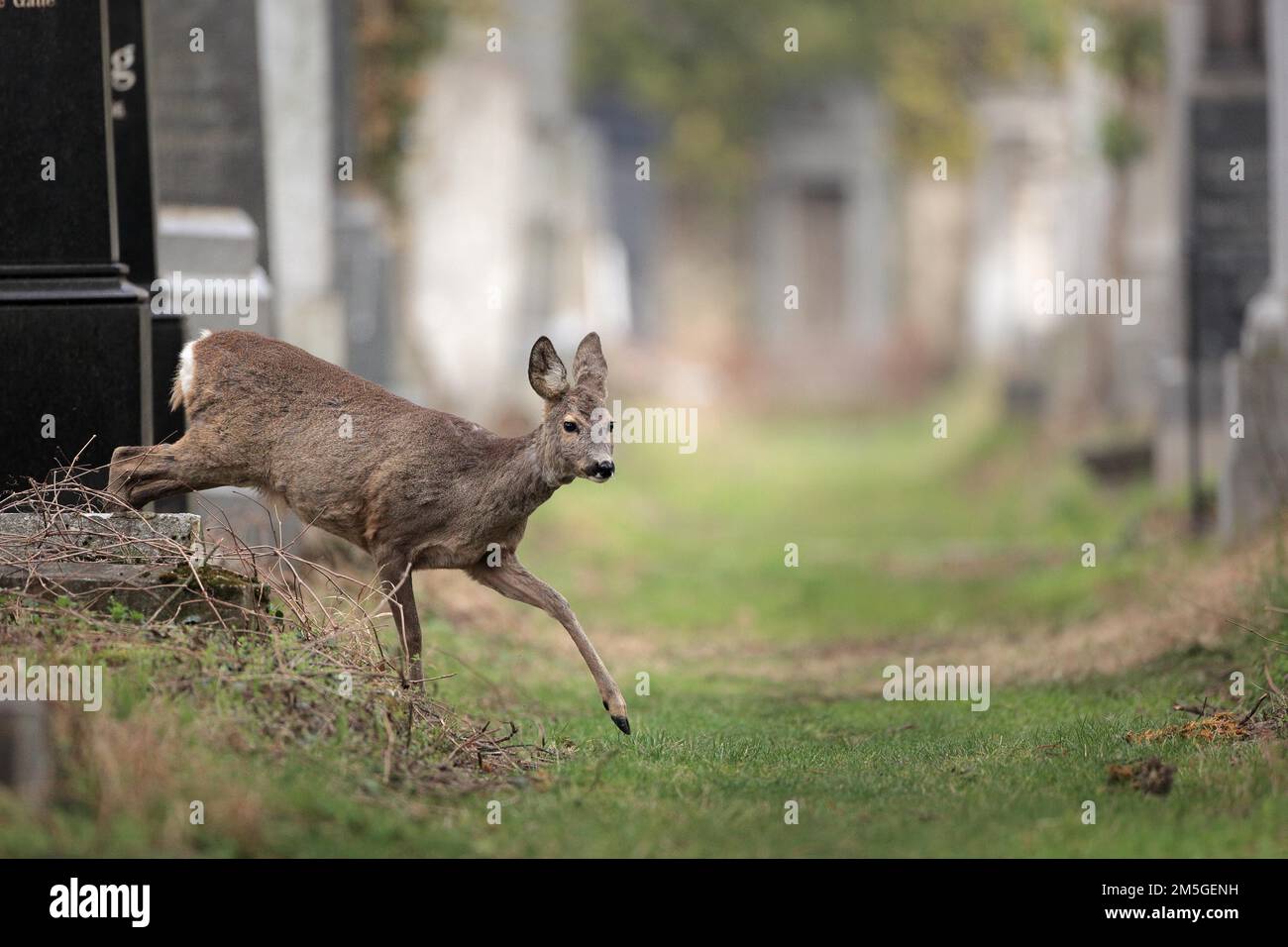 Deer in cemetery hi-res stock photography and images - Alamy