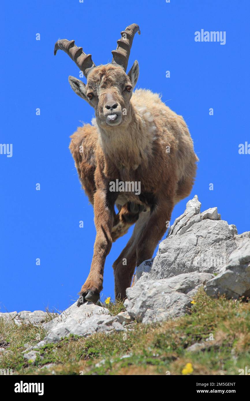 Alpine ibex (Capra ibex), female, looking head-on into the camera ...