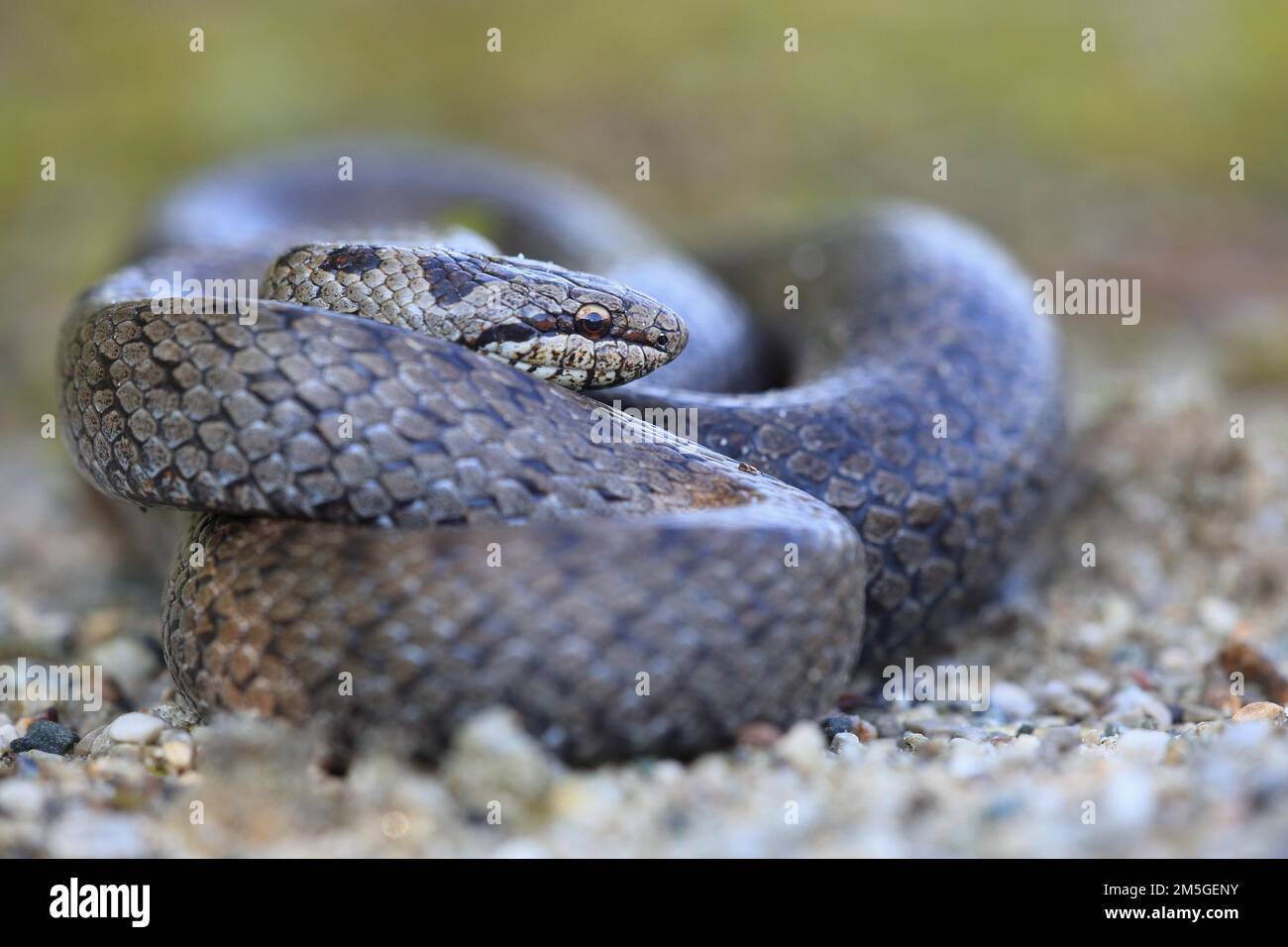 Curled up snake hi-res stock photography and images - Alamy