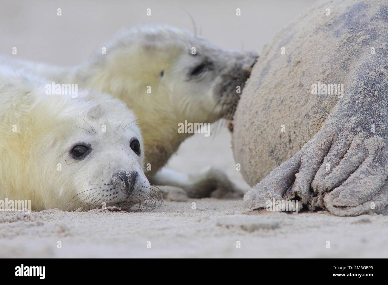 Grey (Halichoerus grypus) seal, two white pups, one looking head-on ...