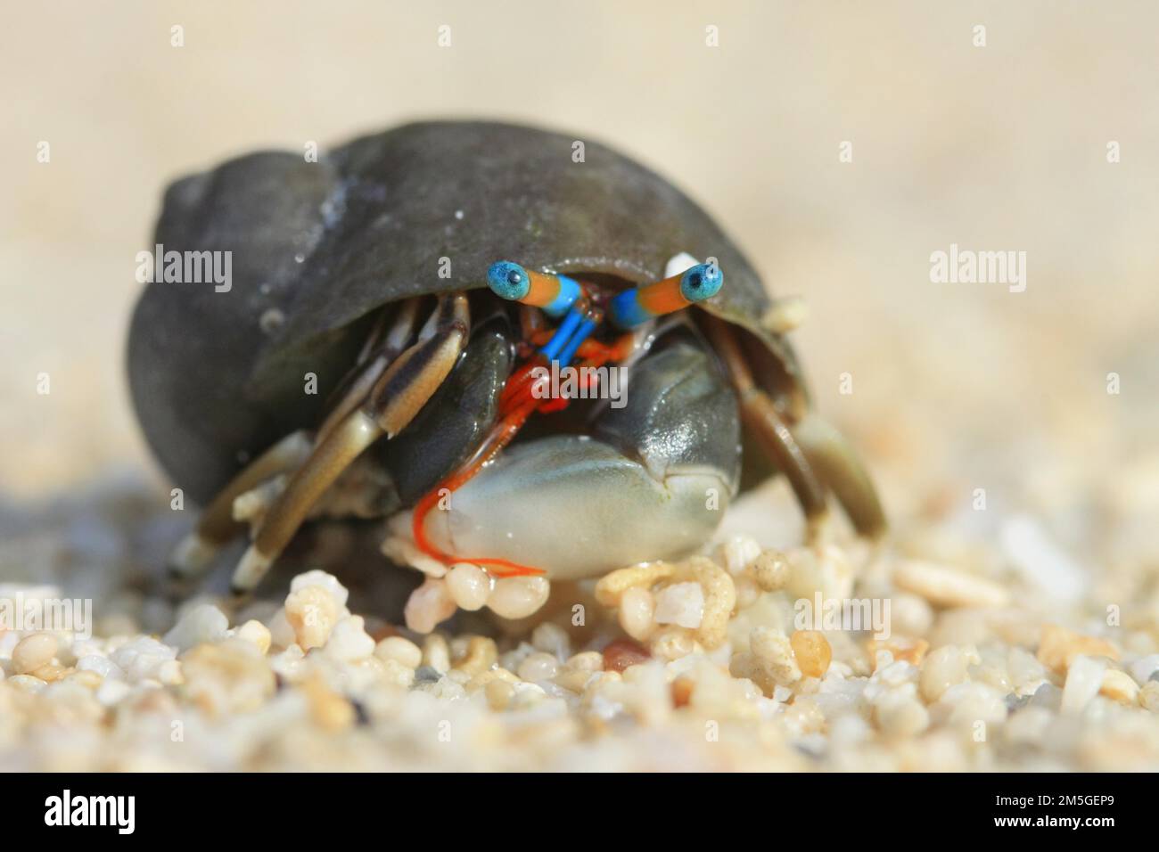 Hermit crab on the beach with bright blue eyes, looking out of a snail, Mauritius Stock Photo ...