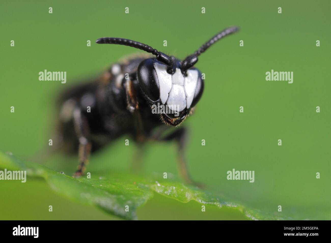 Tansy masked bee (Hylaeus nigritus), male, extreme close-up of the tiny ...
