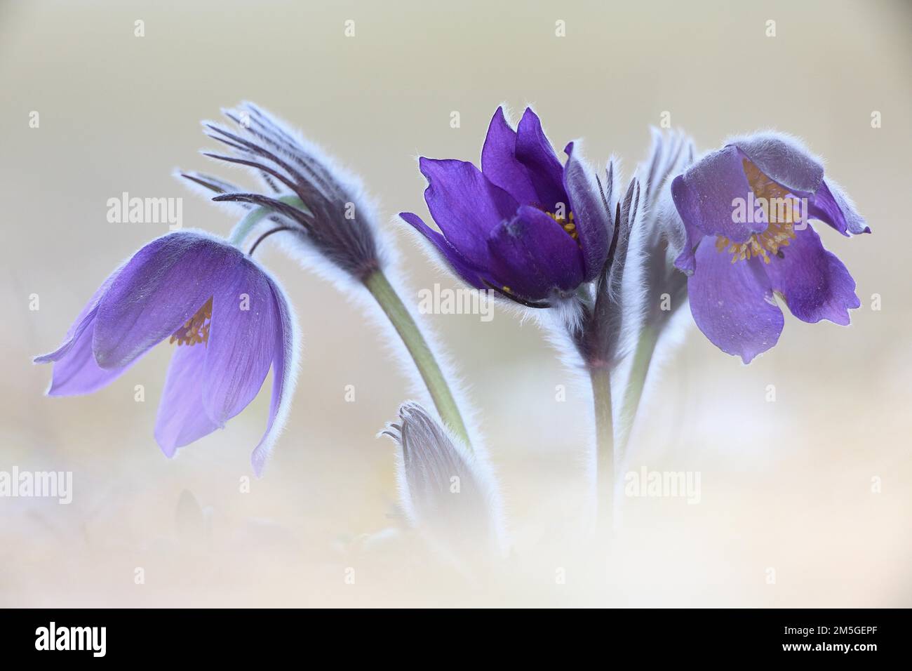 Purple flower ensemble of the common pasque flower against a light ...