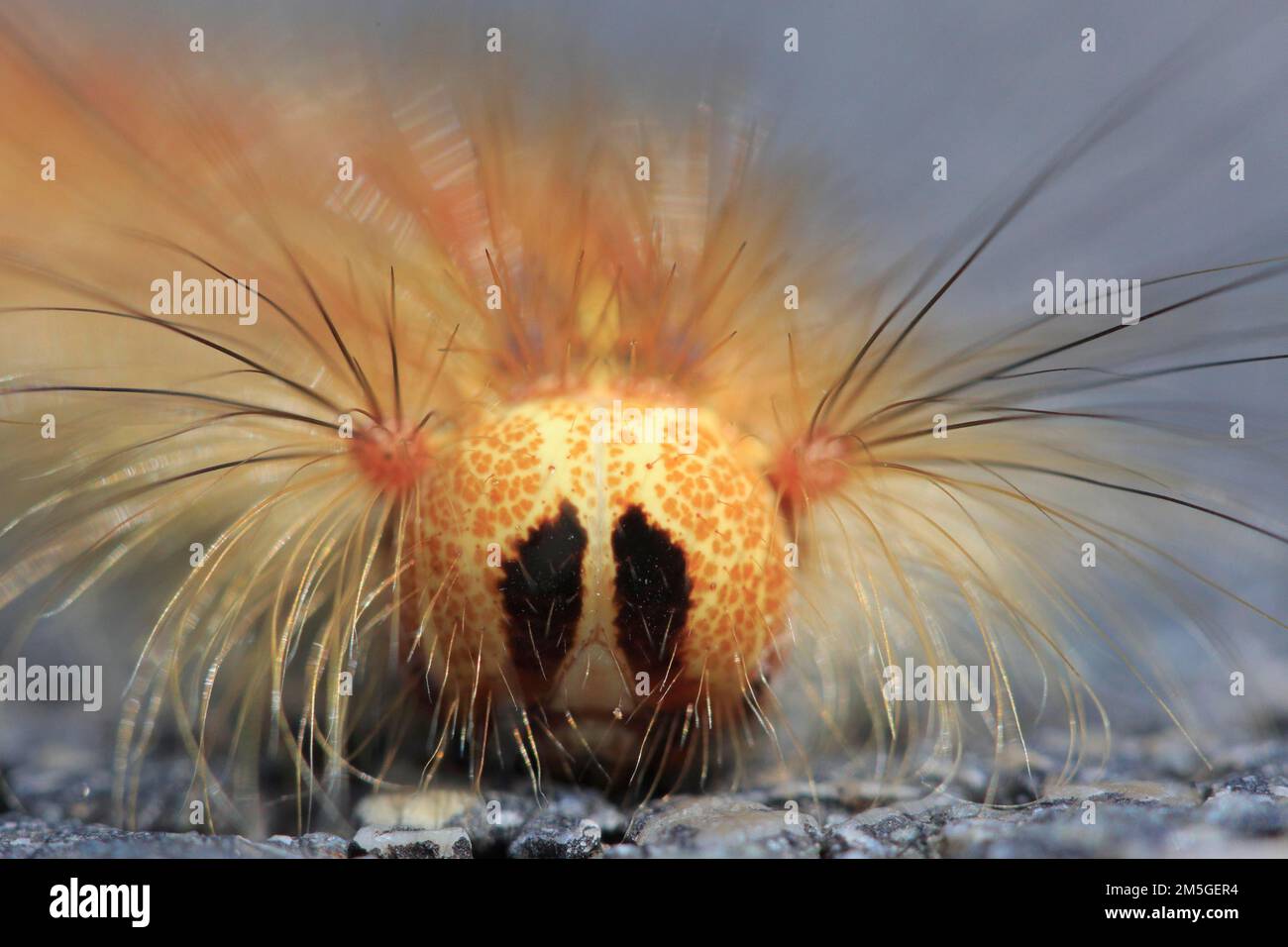 Caterpillar of the gypsy moth Lymantria dispar), head portrait with ...